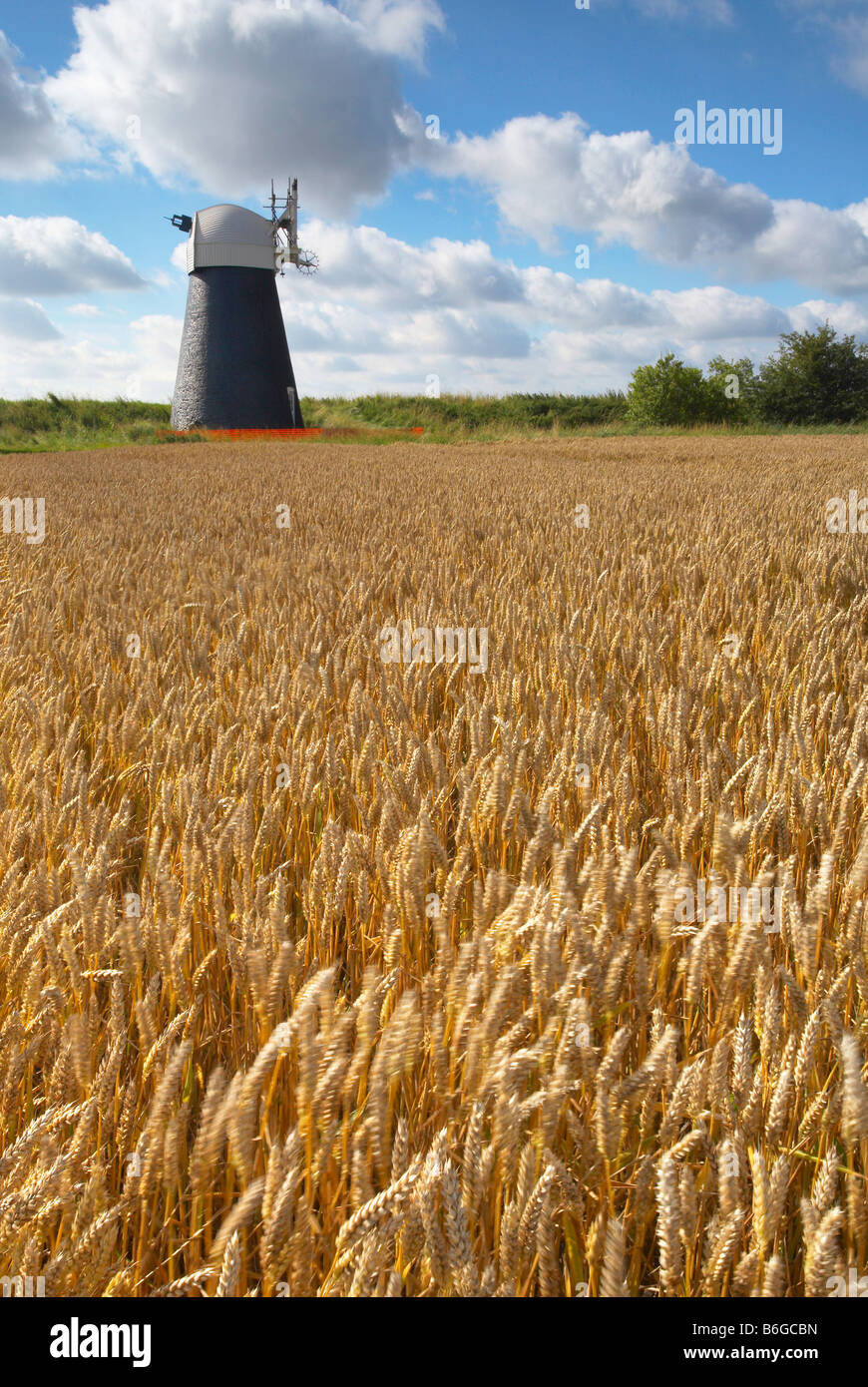 Runham Swim windmill and field of summer wheat in the Norfolk ...