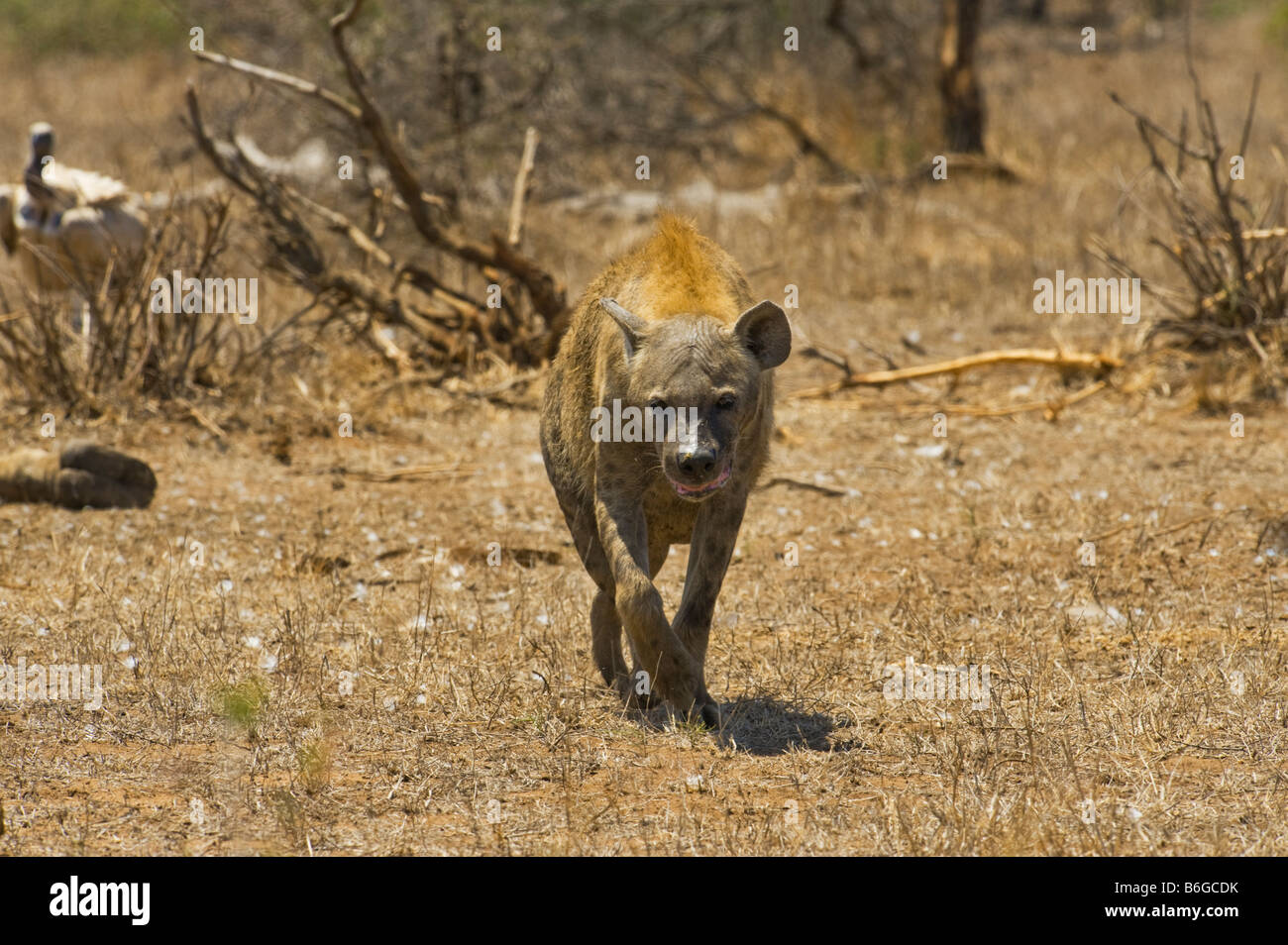 Carrion feeder hi-res stock photography and images - Alamy
