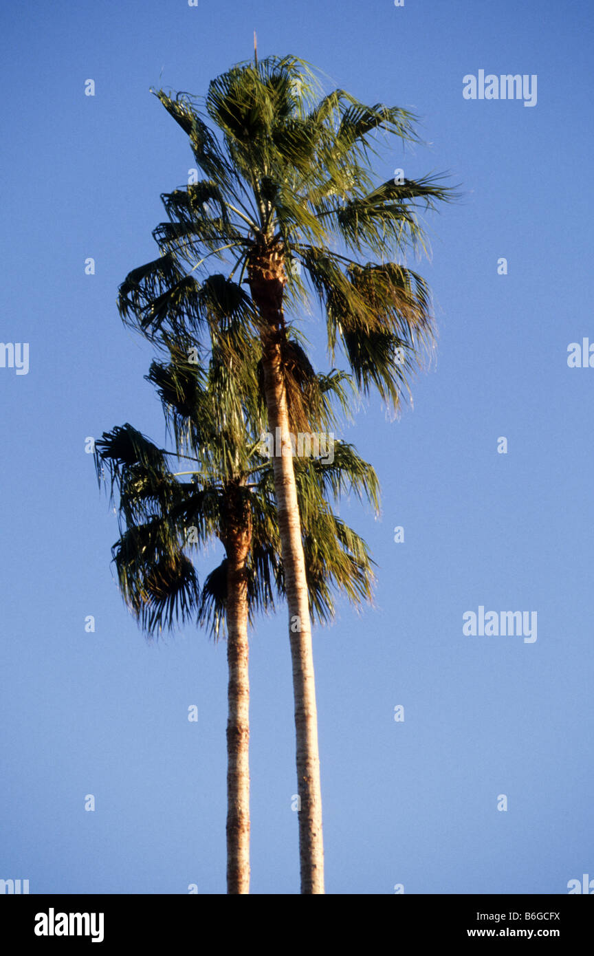 Very tall skinny palm trees hi-res stock photography and images - Alamy