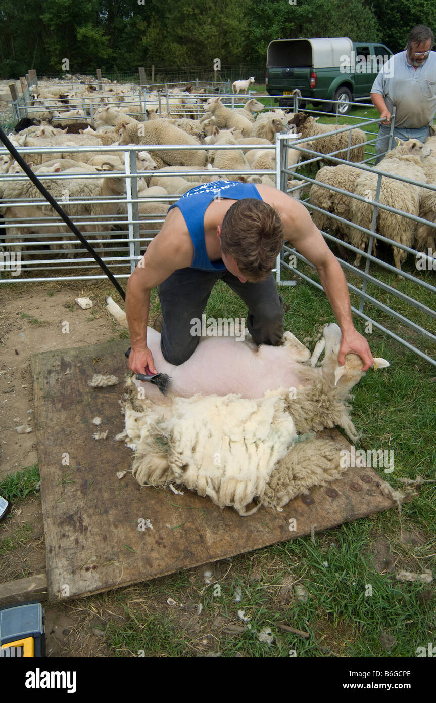 Outdoor sheep shearing in the East Yorkshire Wolds in the North of ...
