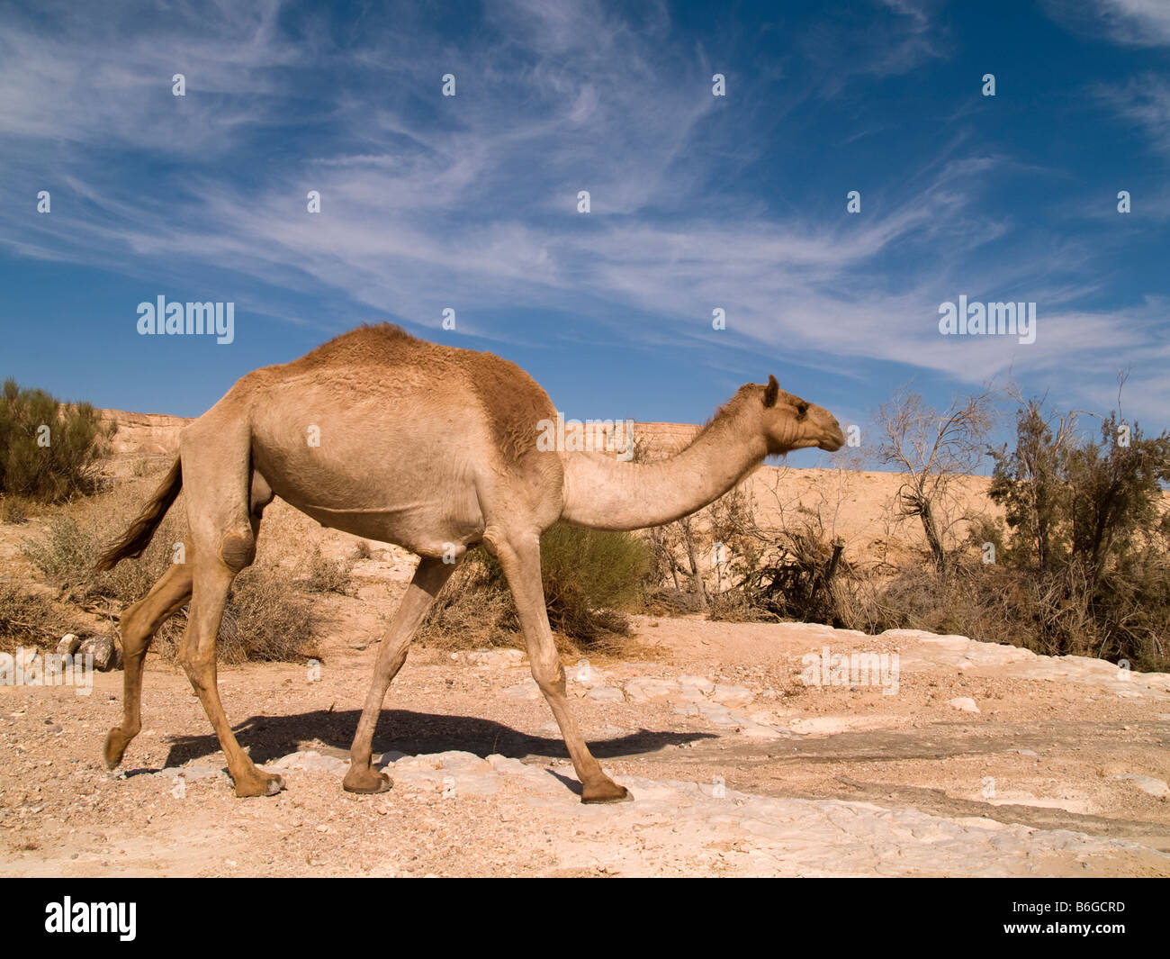 Israel camel herd grazing Negev Judea Desert South part of the dead sea ...