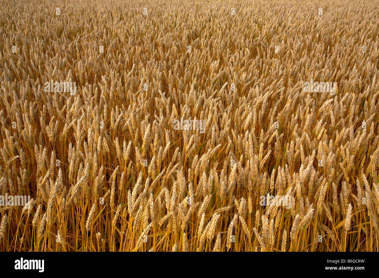 Wheat field detail on a bright summer day in the Norfolk countryside ...