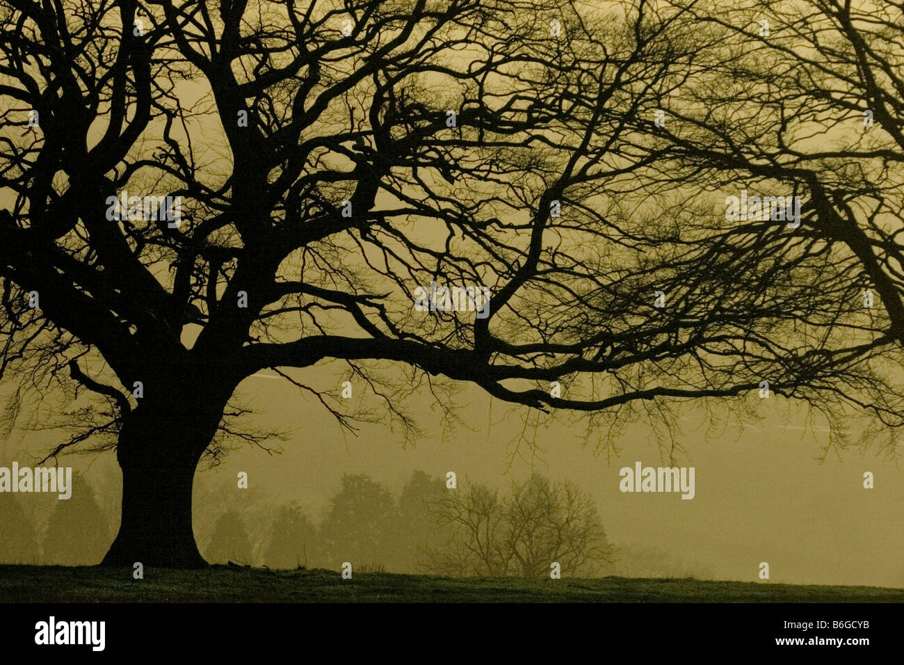 Parkland Beech tree in evening light, England, UK Stock Photo - Alamy