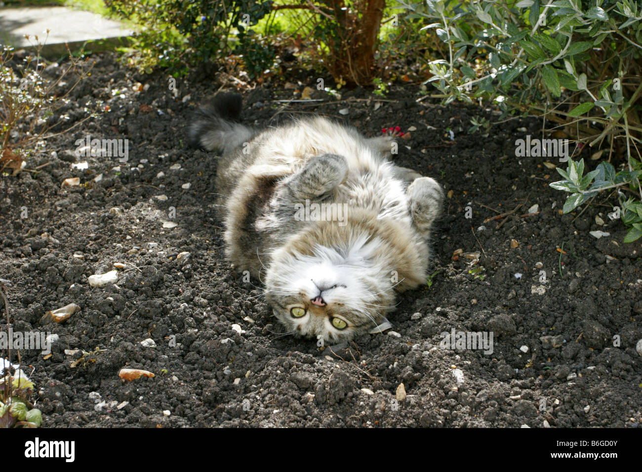 Domestic Cat rolling on garden soil. Hampshire, UK Stock Photo - Alamy