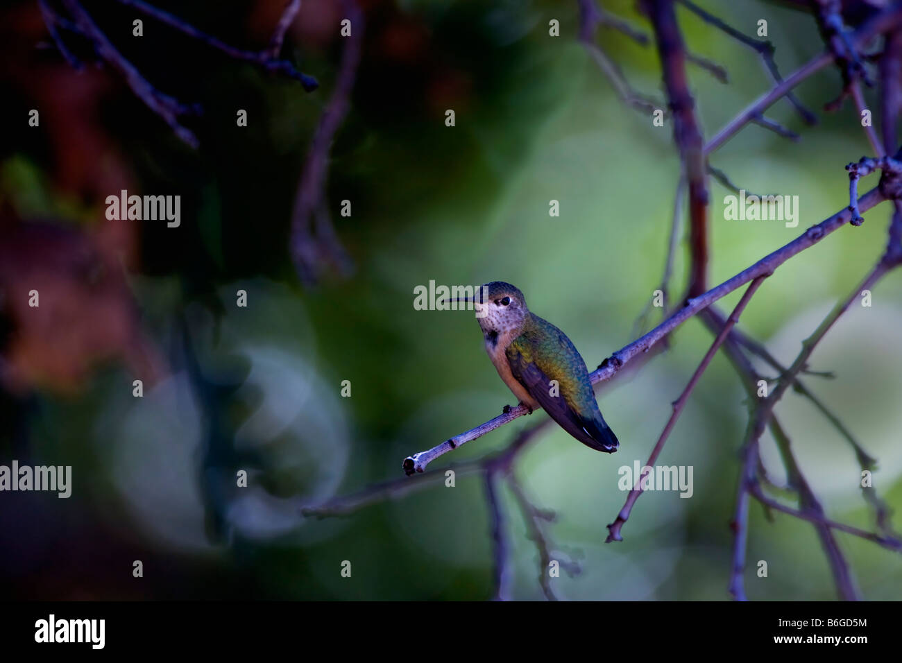 Hummingbird pollen hi-res stock photography and images - Alamy