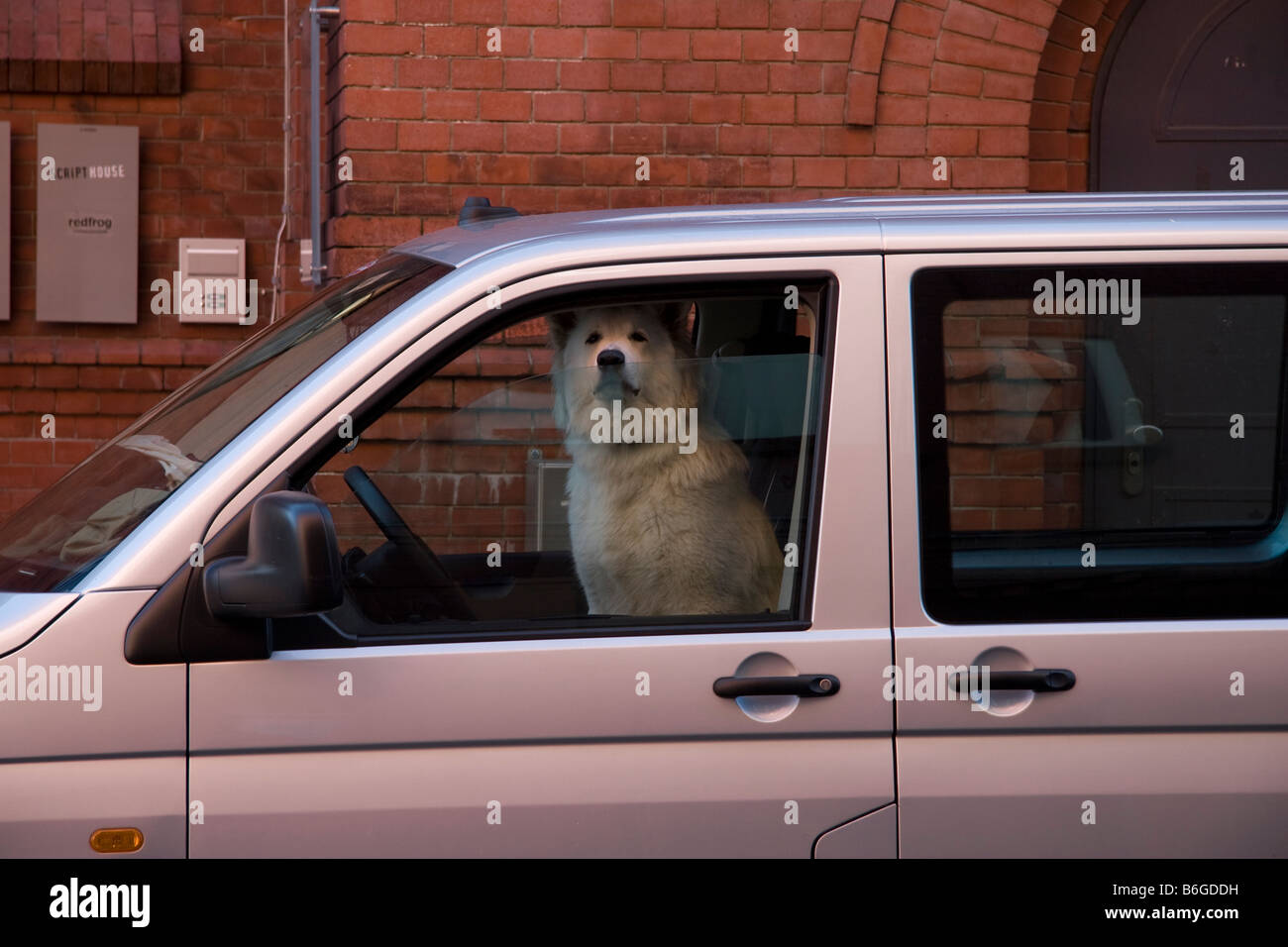A dog sits behind driving wheel Stock Photo - Alamy
