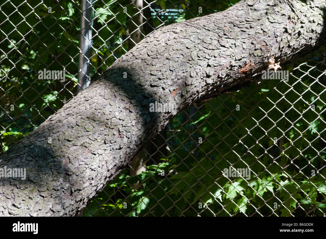 Limb patterns hi-res stock photography and images - Alamy