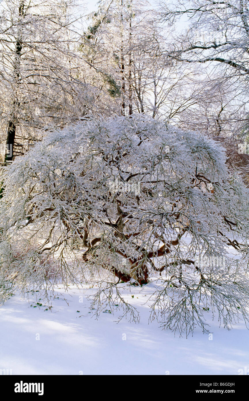 Cutleaf maple hi-res stock photography and images - Alamy