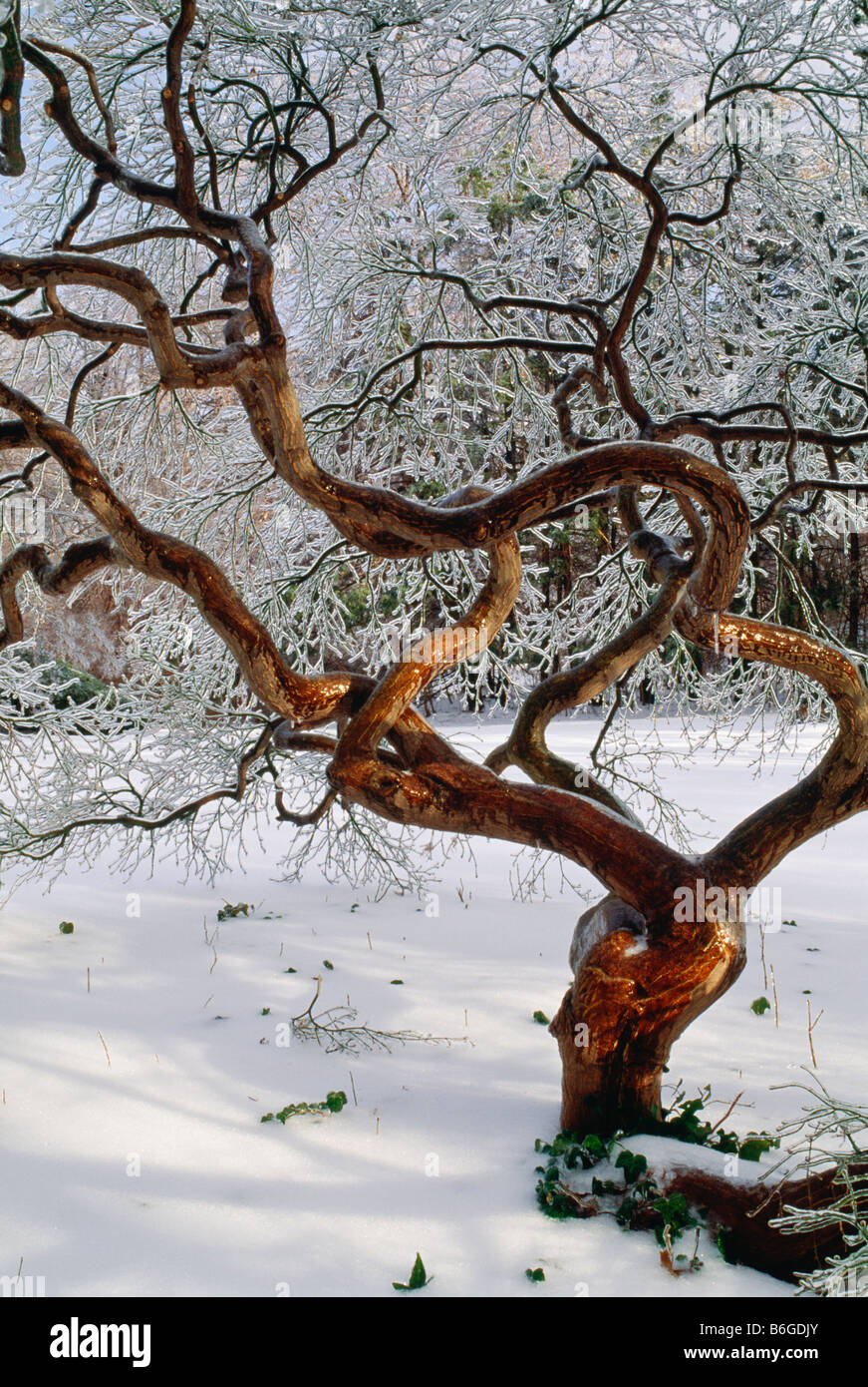 Cutleaf maple hi-res stock photography and images - Alamy