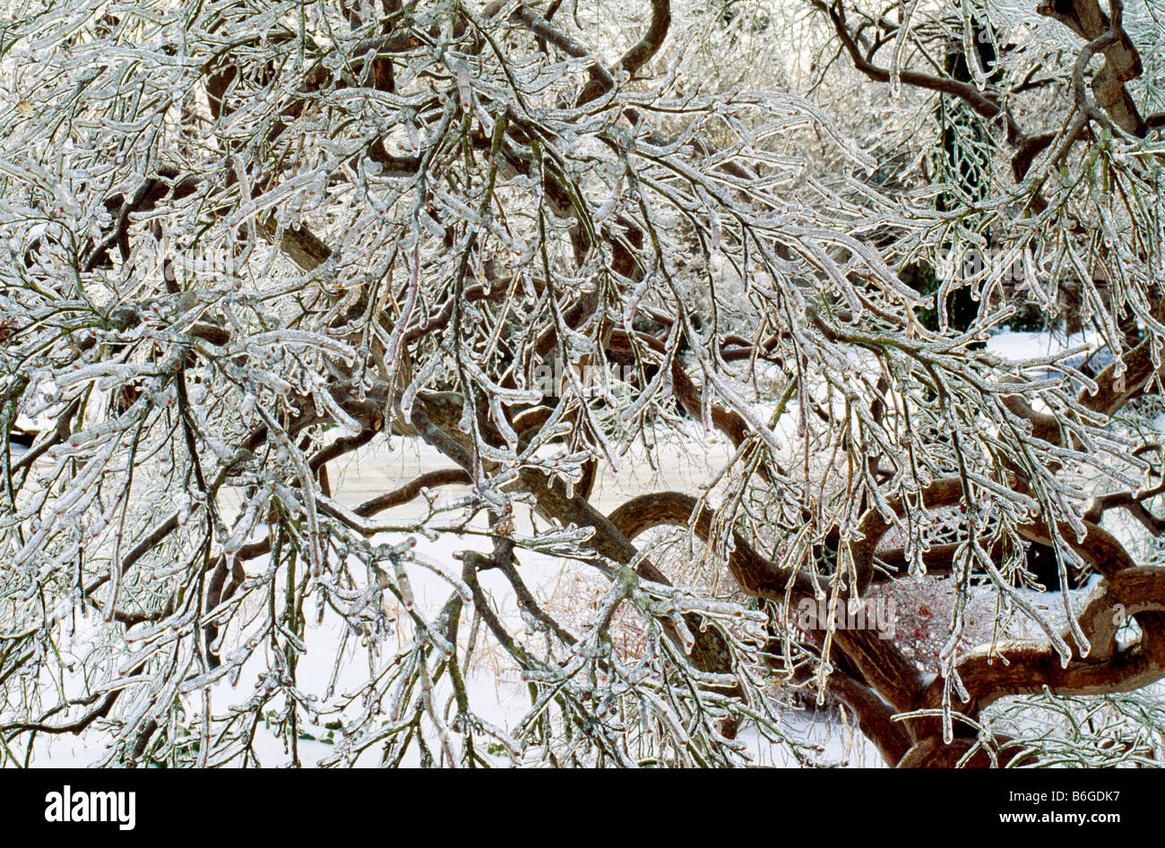 Cutleaf maple hi-res stock photography and images - Alamy