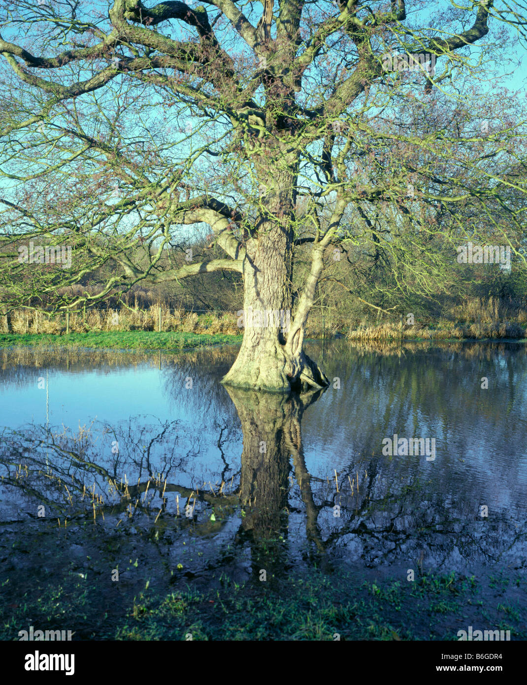 Trunk of Alder tree (Alnus Glutinosa) in flooded pasture amongst ...
