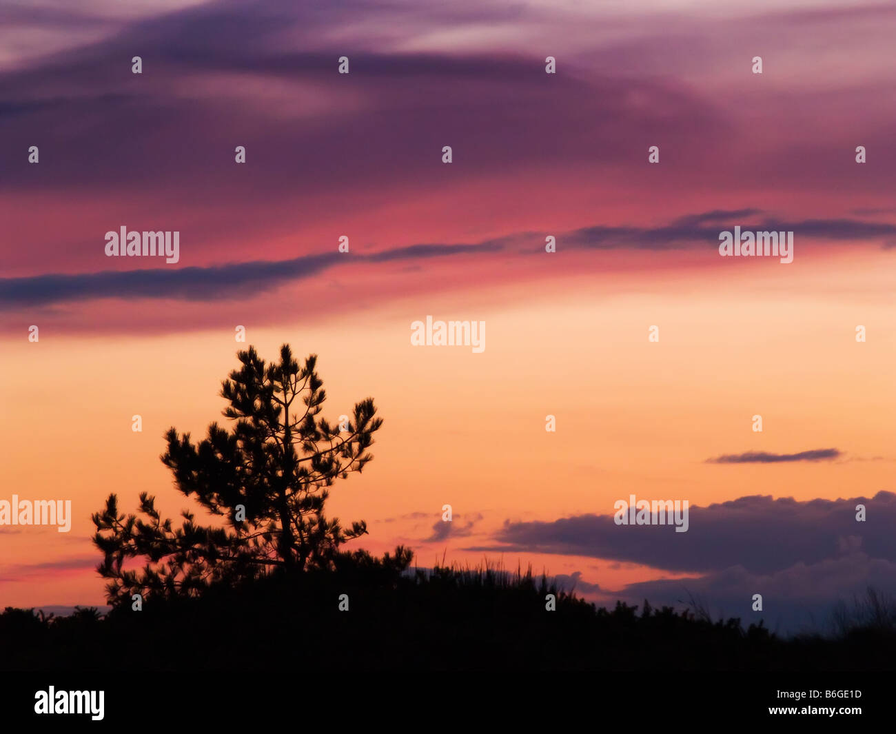 Tree silhouette at sunset Stock Photo - Alamy