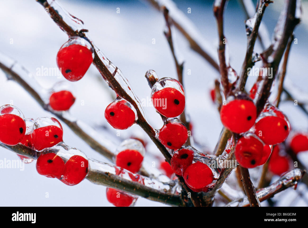 Sparkleberry hi-res stock photography and images - Alamy