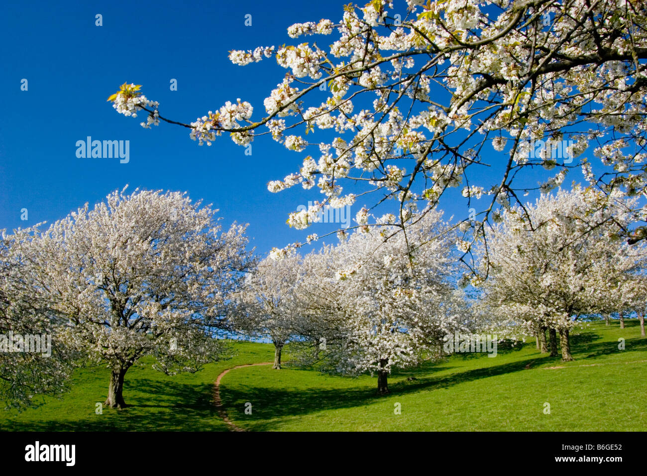 Orchards herefordshire hi-res stock photography and images - Alamy