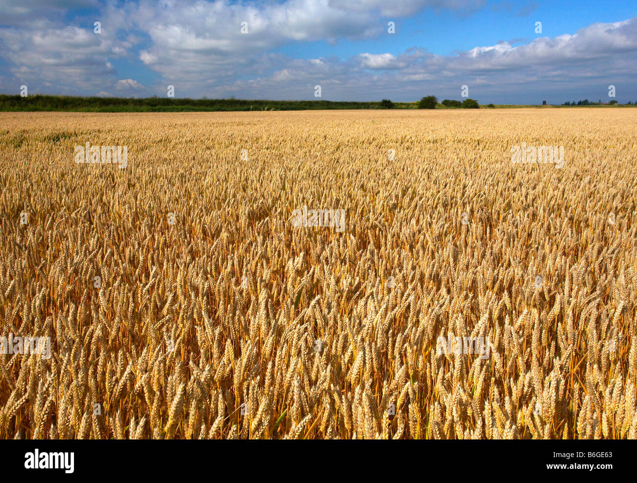 Wheat field on a bright summer day in the Norfolk countryside Stock ...