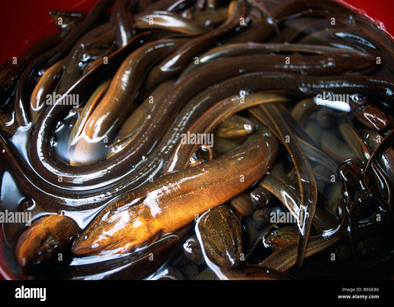 Eels in bucket hi-res stock photography and images - Alamy