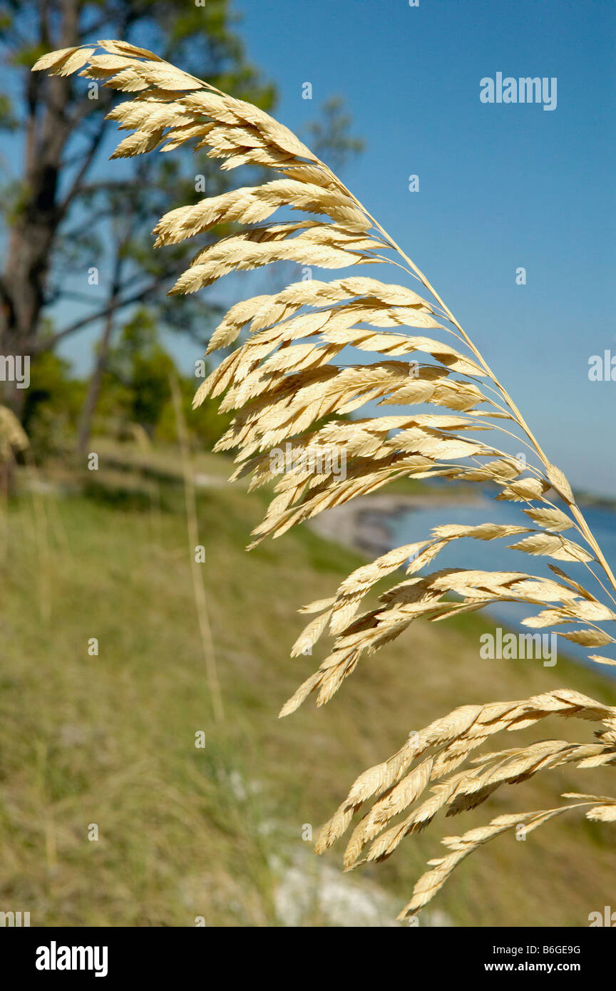 Sea oats uniola paniculata hi-res stock photography and images - Alamy