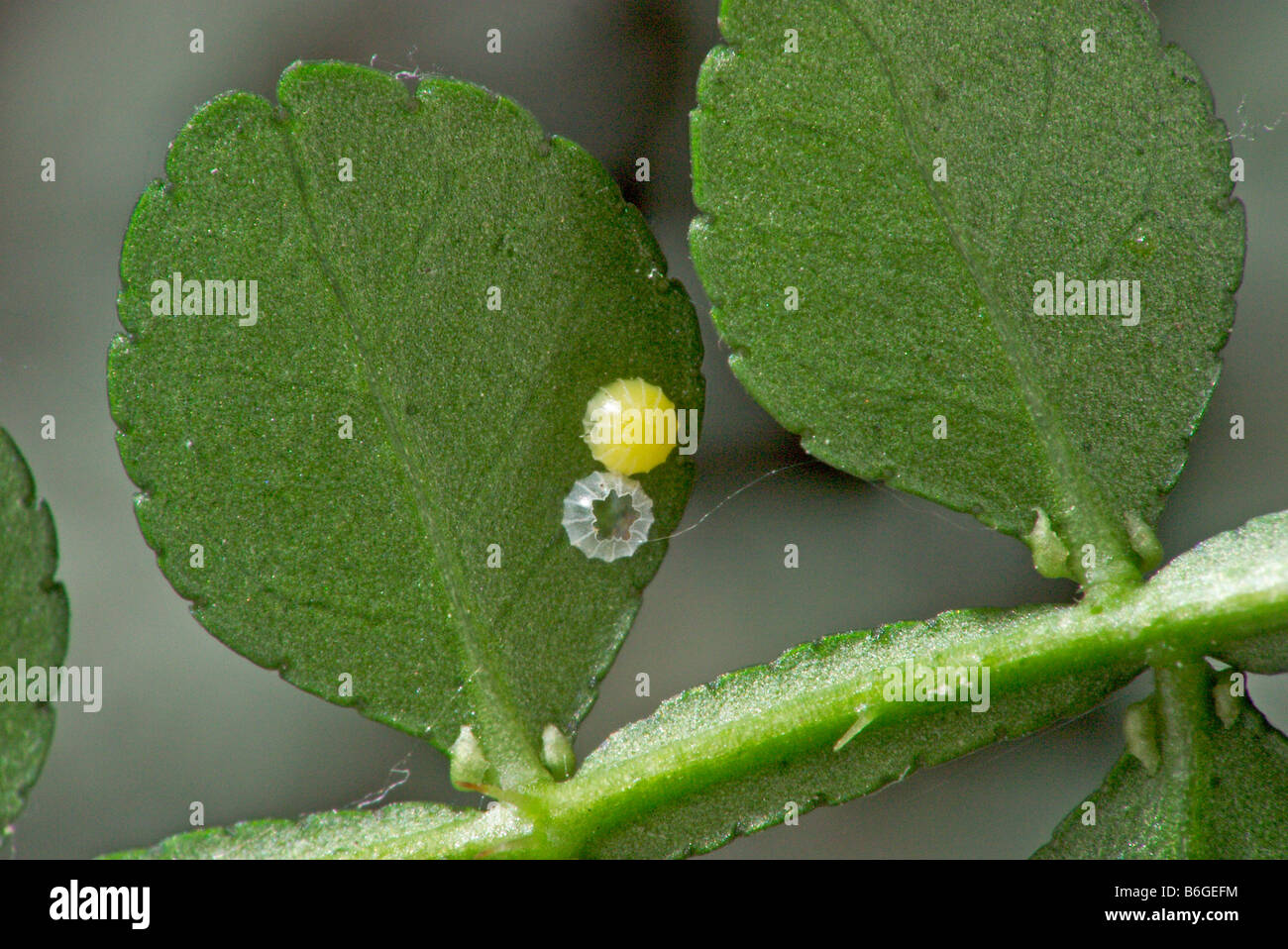 Sickle-winged Skipper eggs Achlyodes mithridates Stock Photo - Alamy