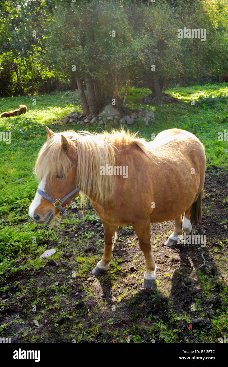 Kerry Bog pony horse Stock Photo - Alamy