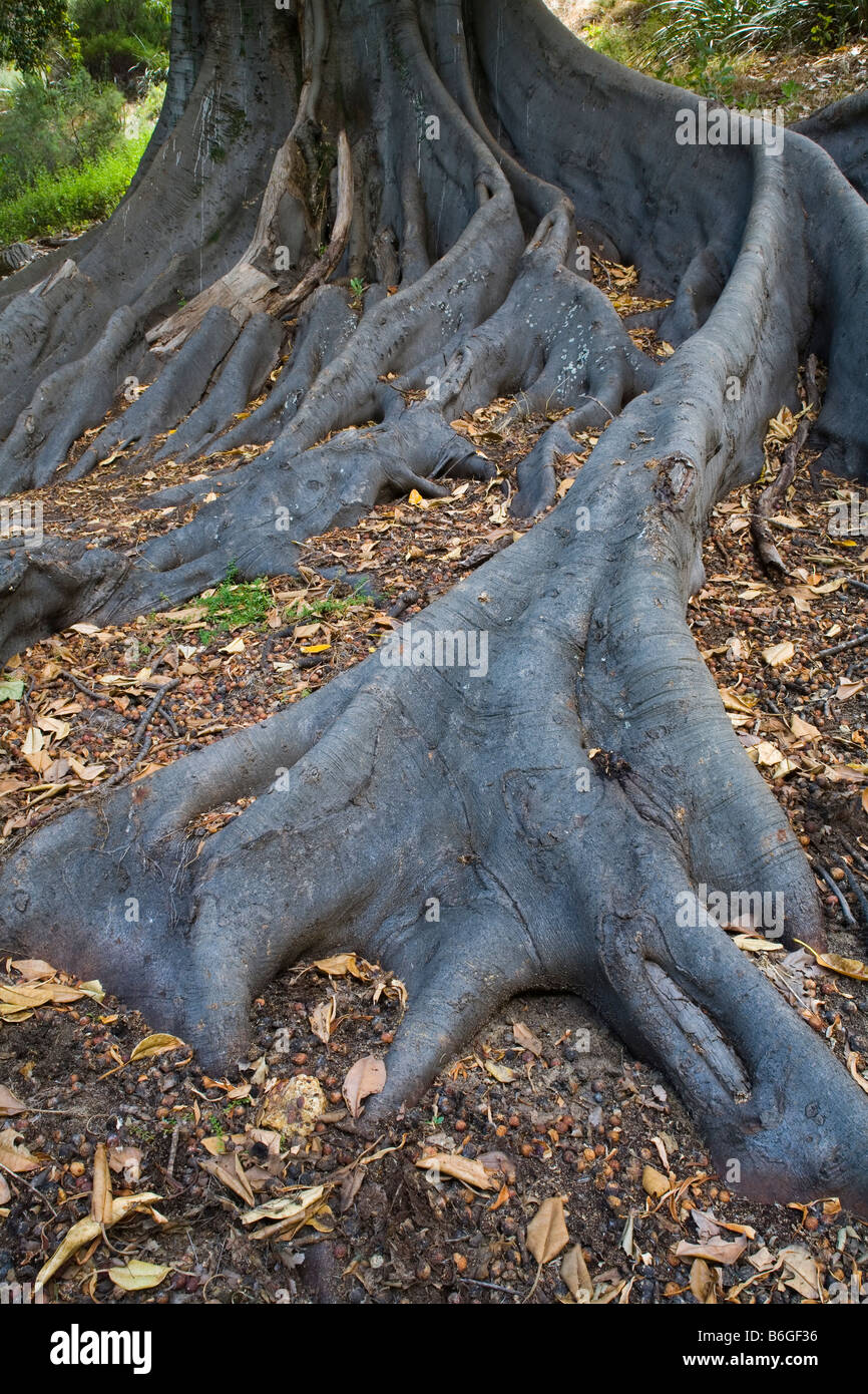 Large roots of an old fig tree in Kings Park Western Australia Stock ...
