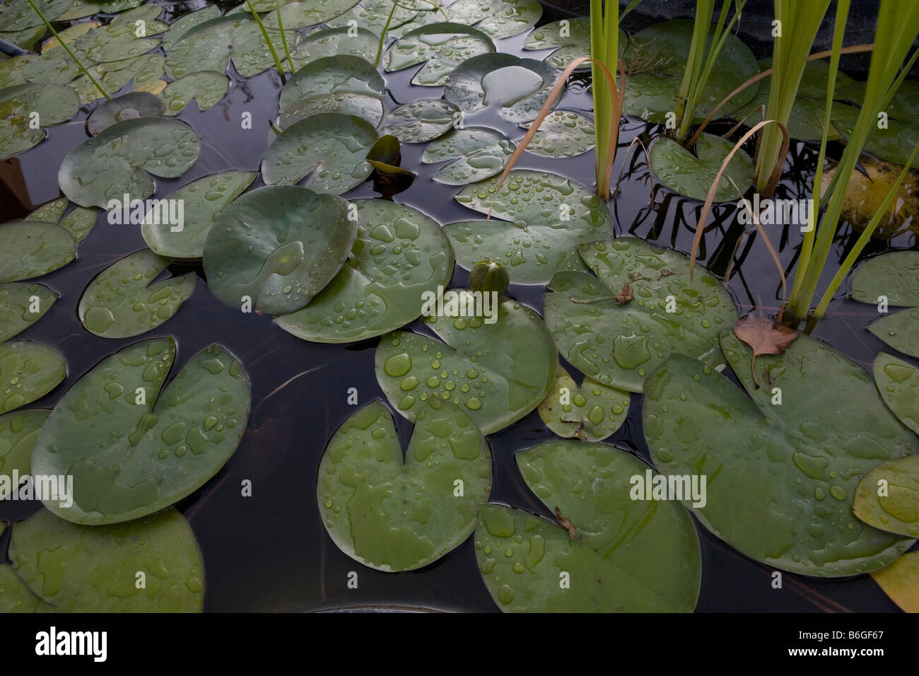 Water summer july 2007 hi-res stock photography and images - Alamy