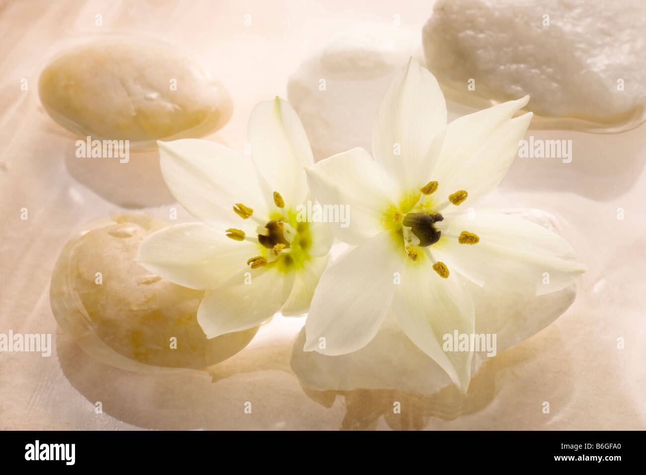 Floating white spa flower Stock Photo - Alamy