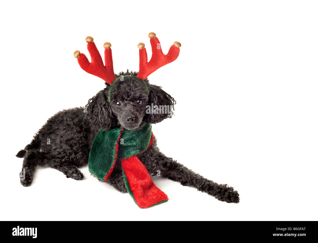 Cute black white sled Cut Out Stock Images & Pictures - Alamy