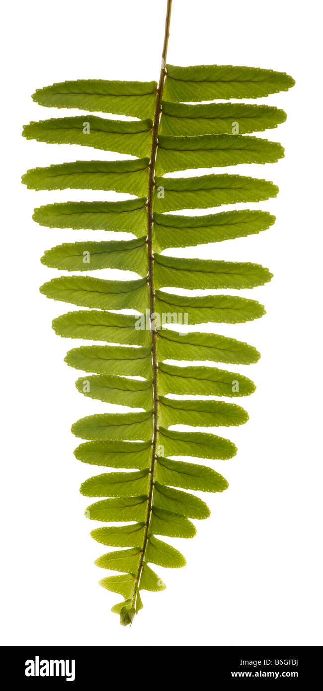Green Unfurling Fern Isolated on White Stock Photo - Alamy