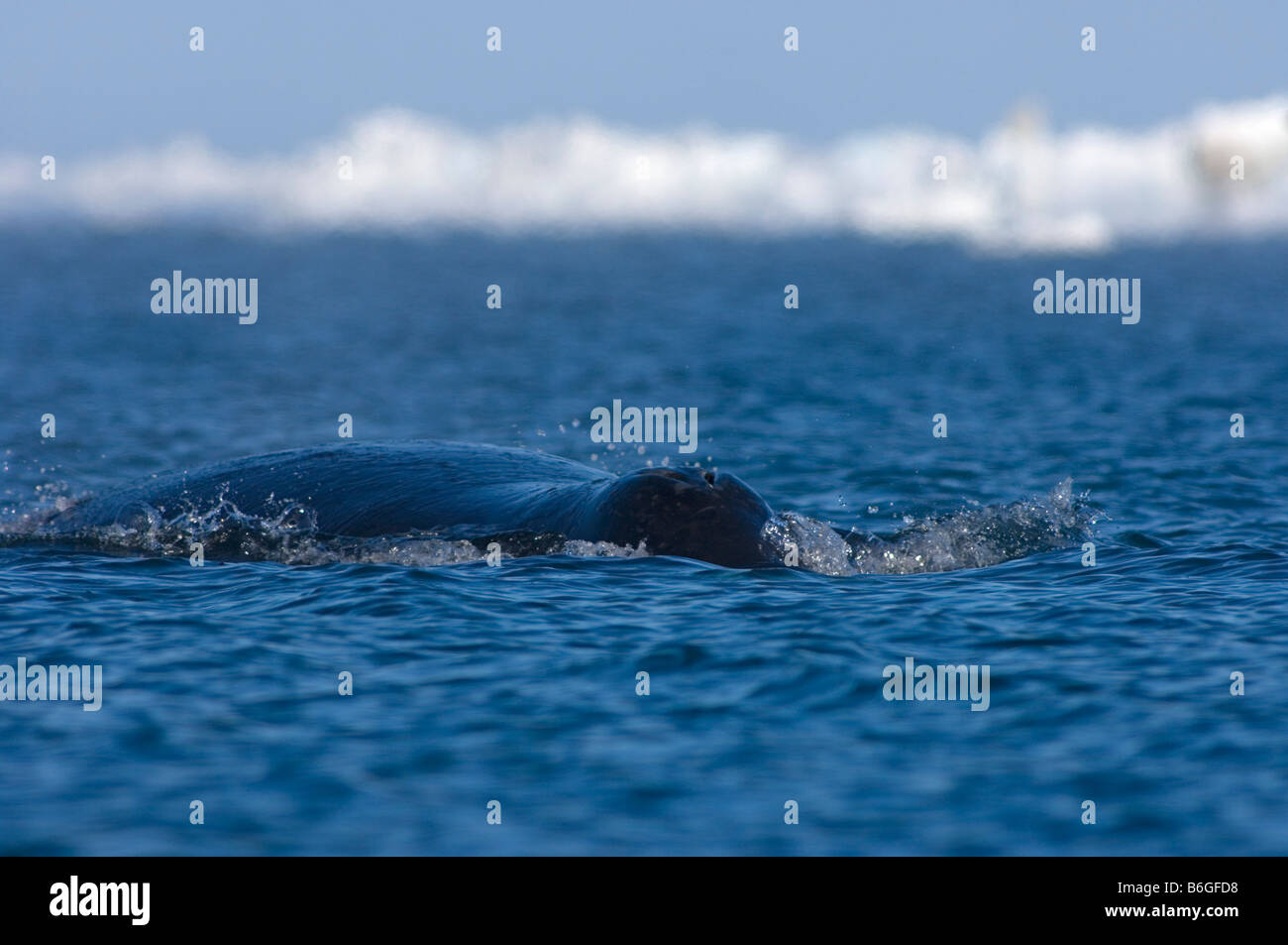 bowhead whale Balaena mysticetus swims through an open lead in the pack ...