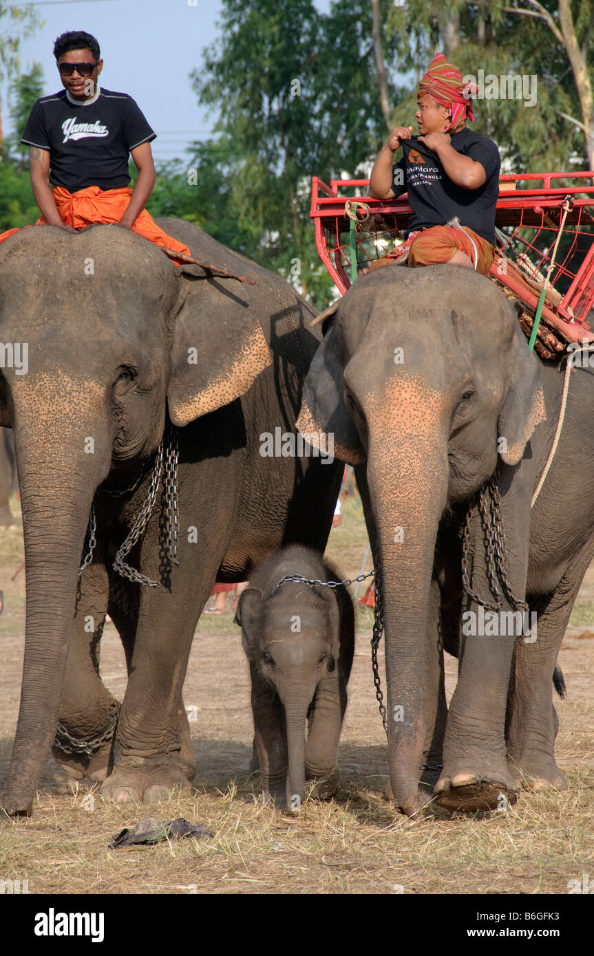 mahouts and their elephants at the Elephant Roundup in Surin Thailand ...