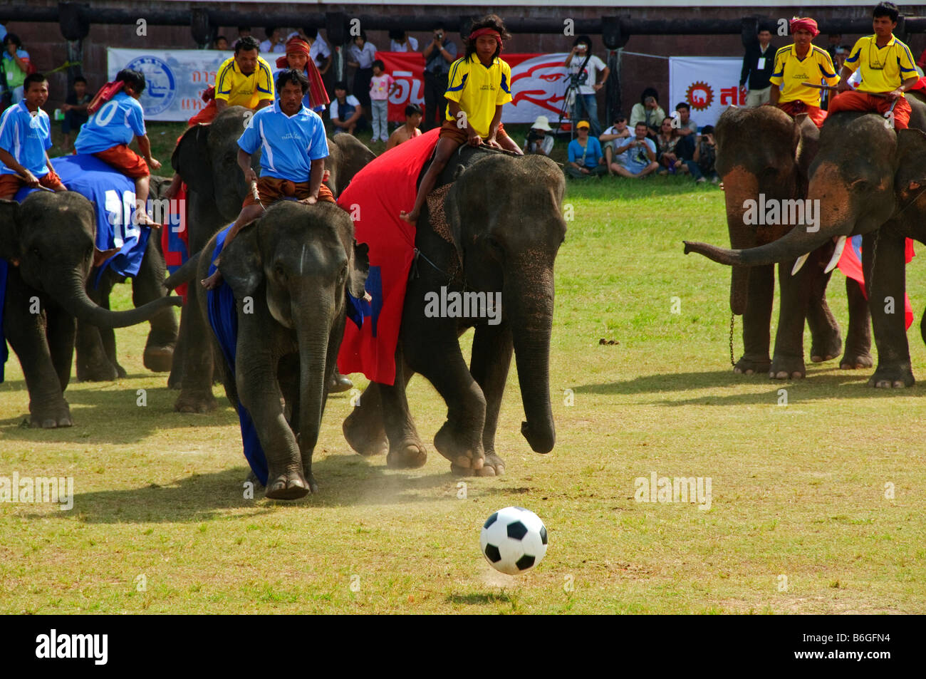 elephants playing football at the Surin Elephant Roundup in Thailand ...