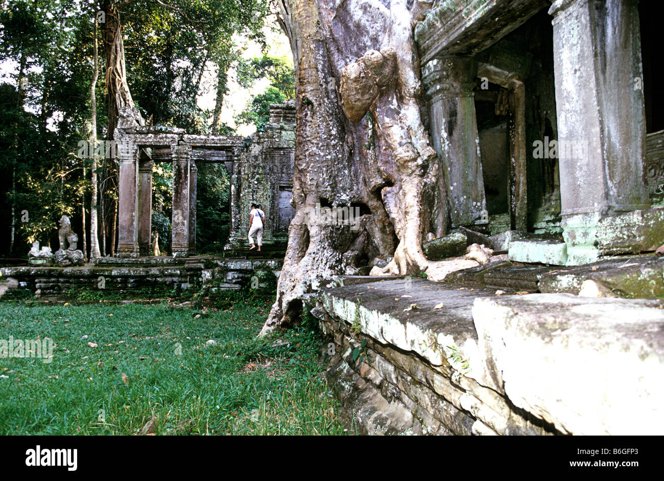 Sycamore tree roots hi-res stock photography and images - Alamy