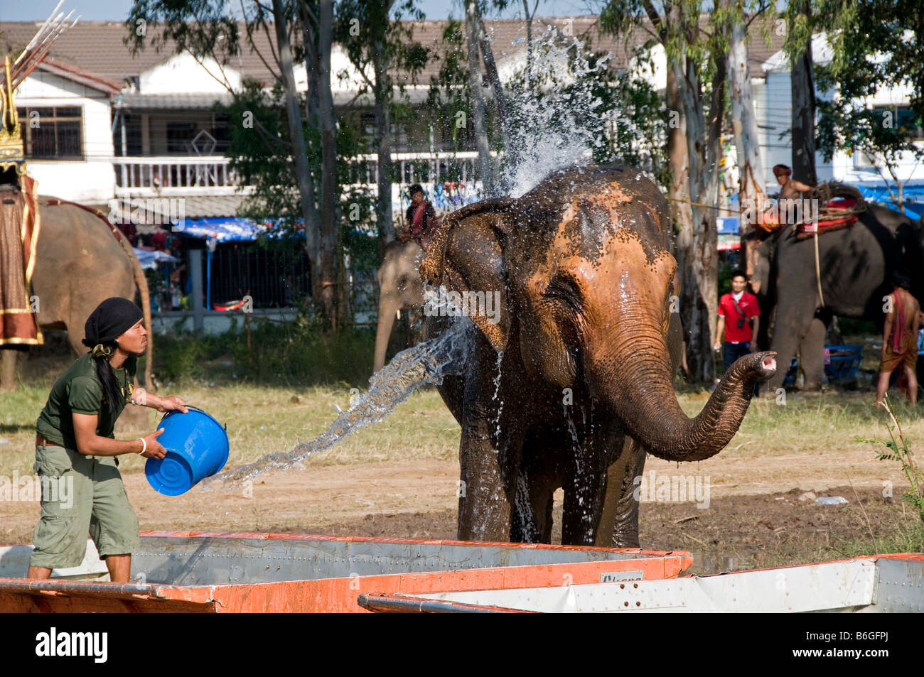 elephant getting bathed at the Elephant Roundup in Surin Thailand Stock ...