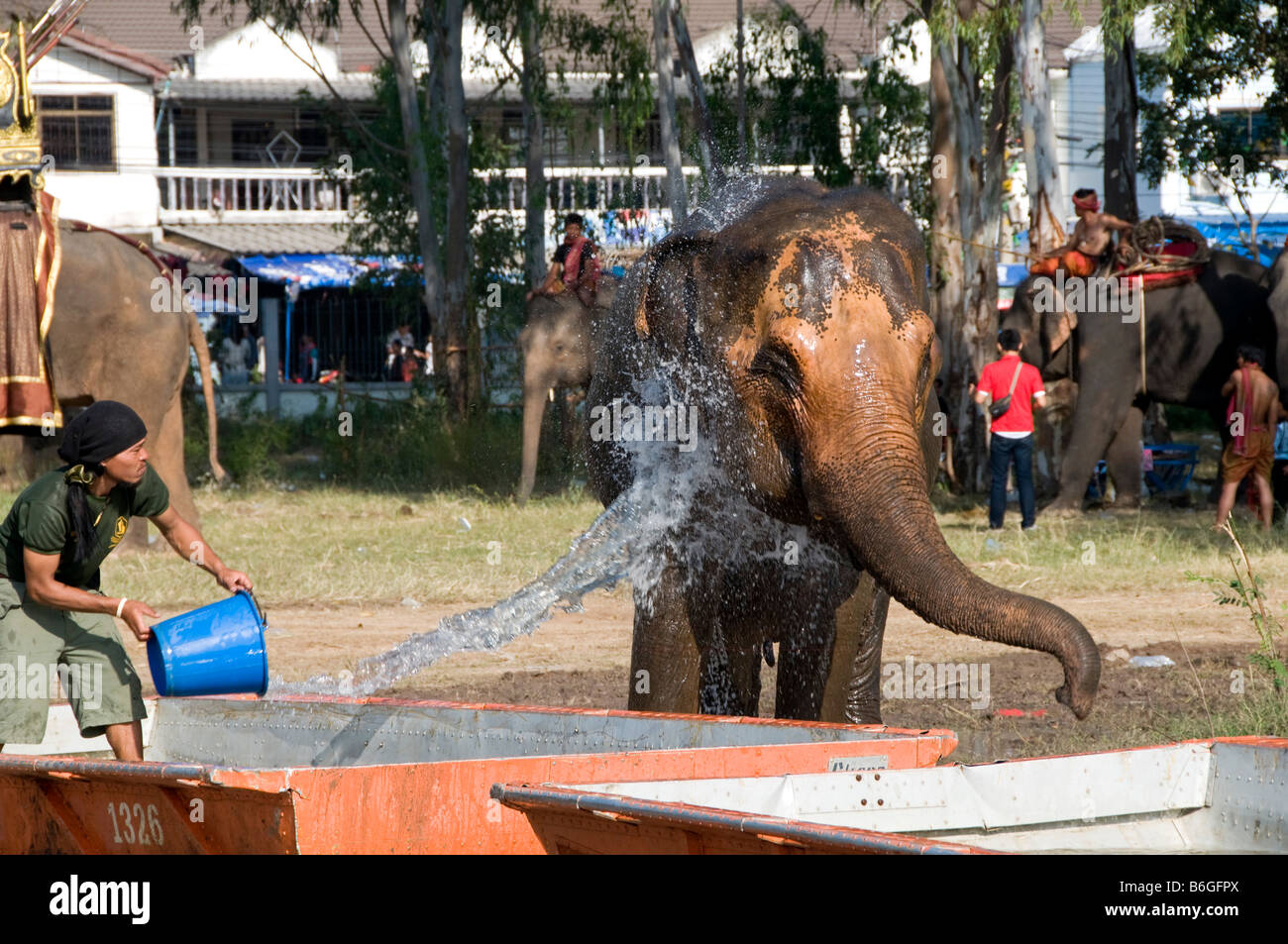 elephant getting bathed at the Elephant Roundup in Surin Thailand Stock ...
