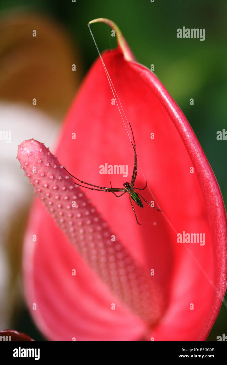 Spider on anthurium flower Stock Photo - Alamy