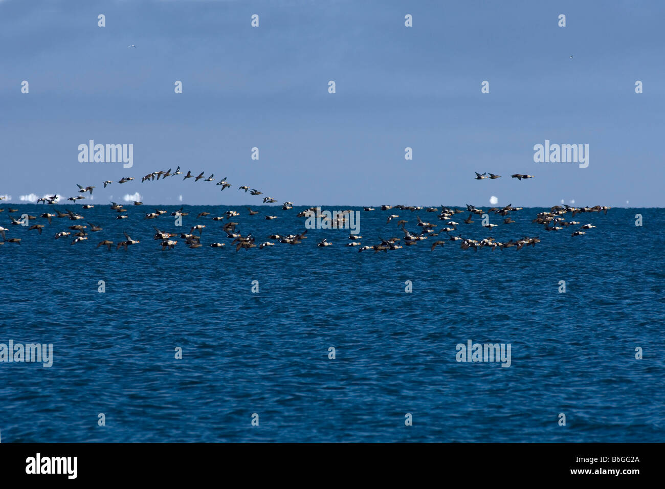 king eider Somateria spectabilis flock in flight along the Arctic coast ...