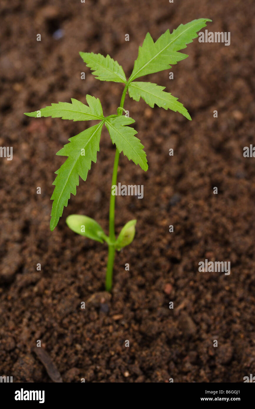 Sapling hi-res stock photography and images - Alamy