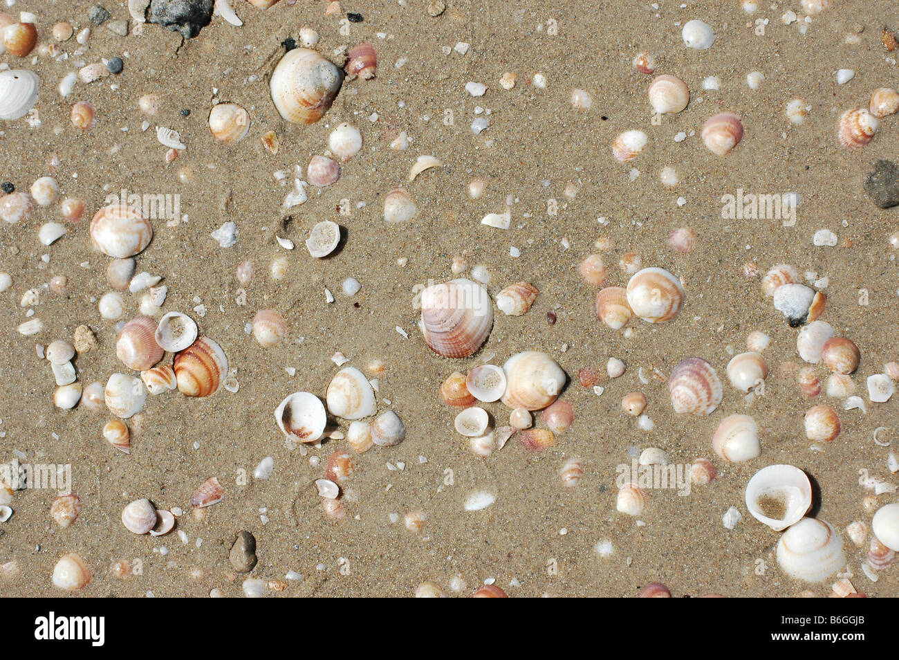Mediterranean seashells hi-res stock photography and images - Alamy