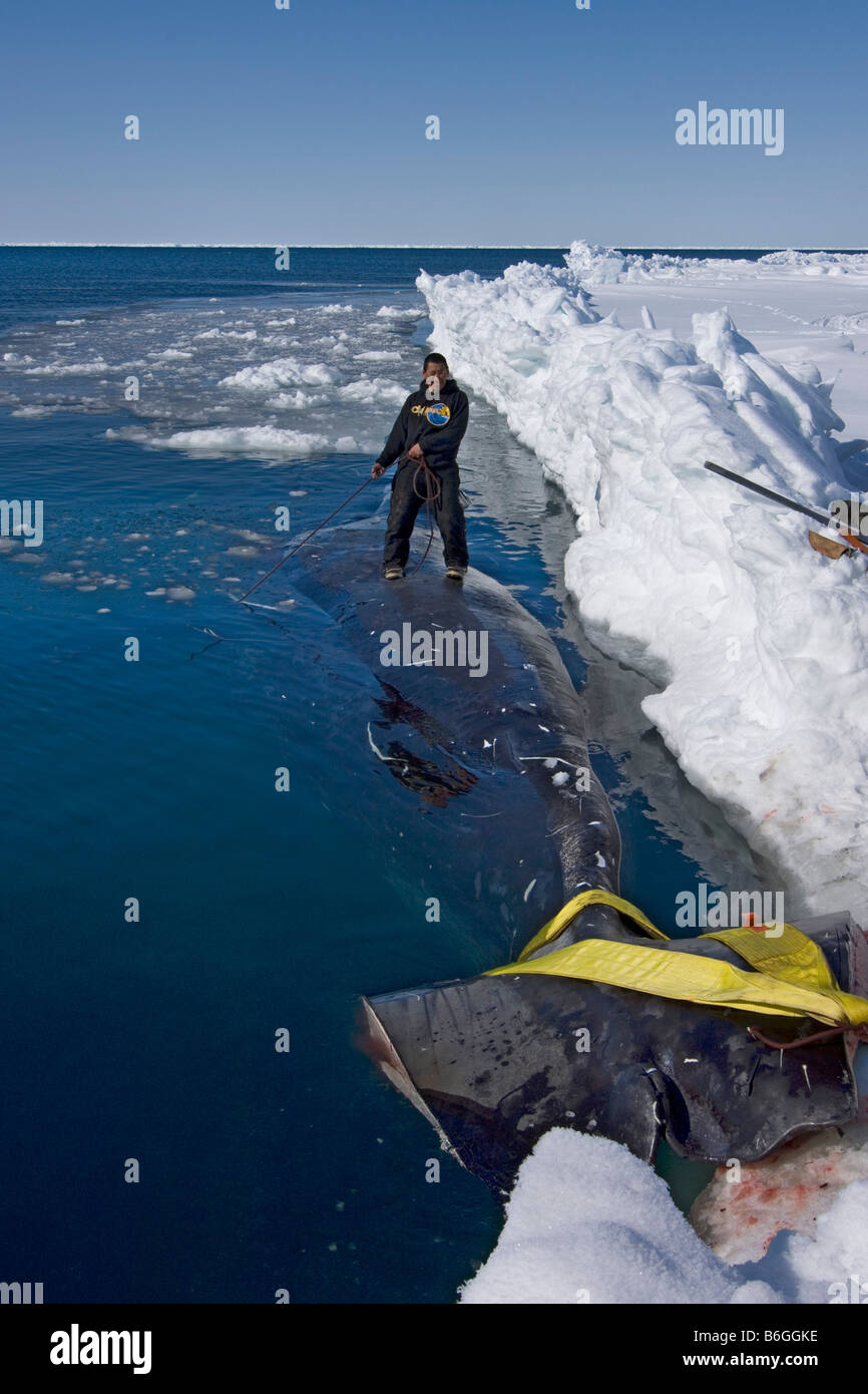 Inupiaq whaler stands on a 48 foot 8 inch bowhead whale Balaena ...