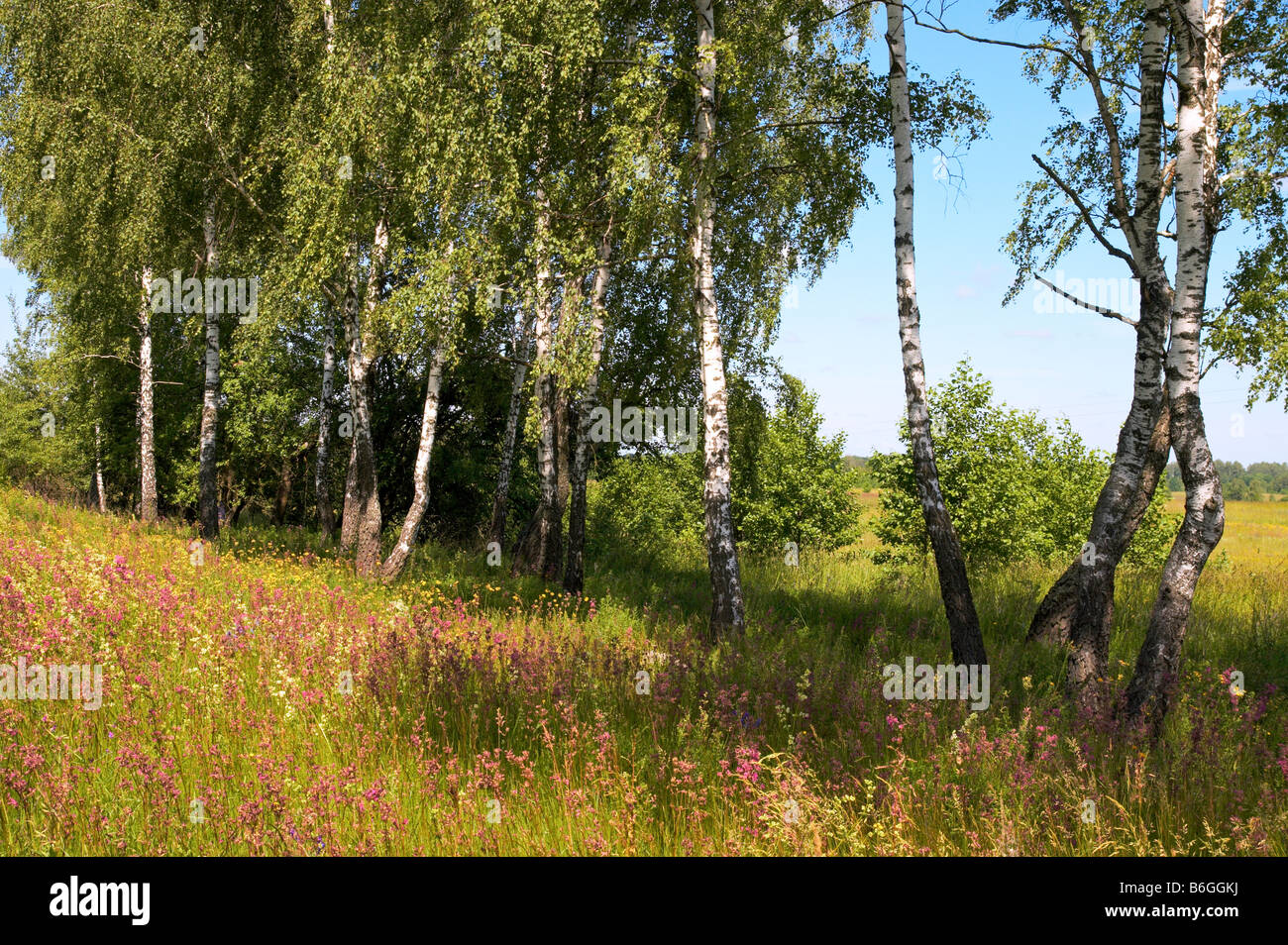 Birches in summer forest with tall grasses below Stock Photo - Alamy