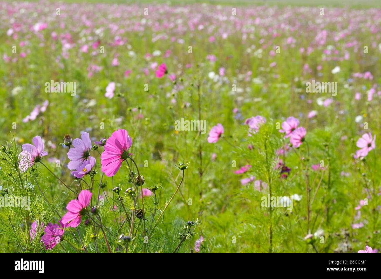 Land set aside hi-res stock photography and images - Alamy