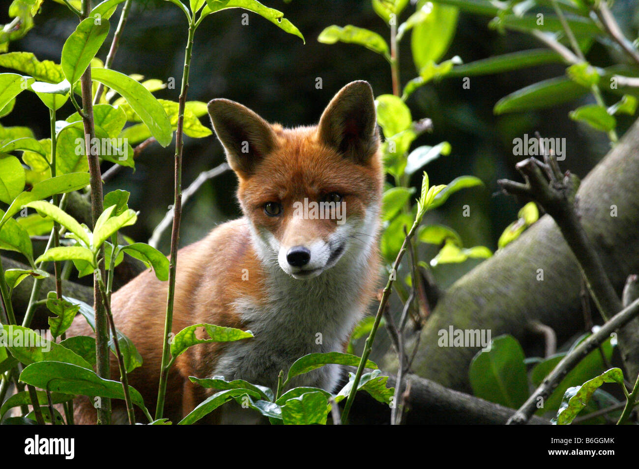 Red Fox in the British countryside, Derbyshire Stock Photo - Alamy