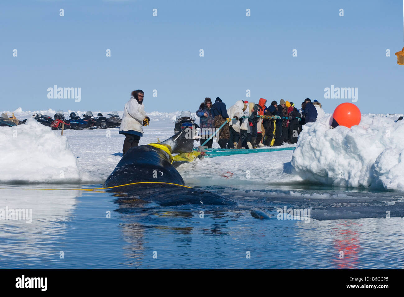 residents of the Inupiaq village of Barrow help the ABC whaling crew ...