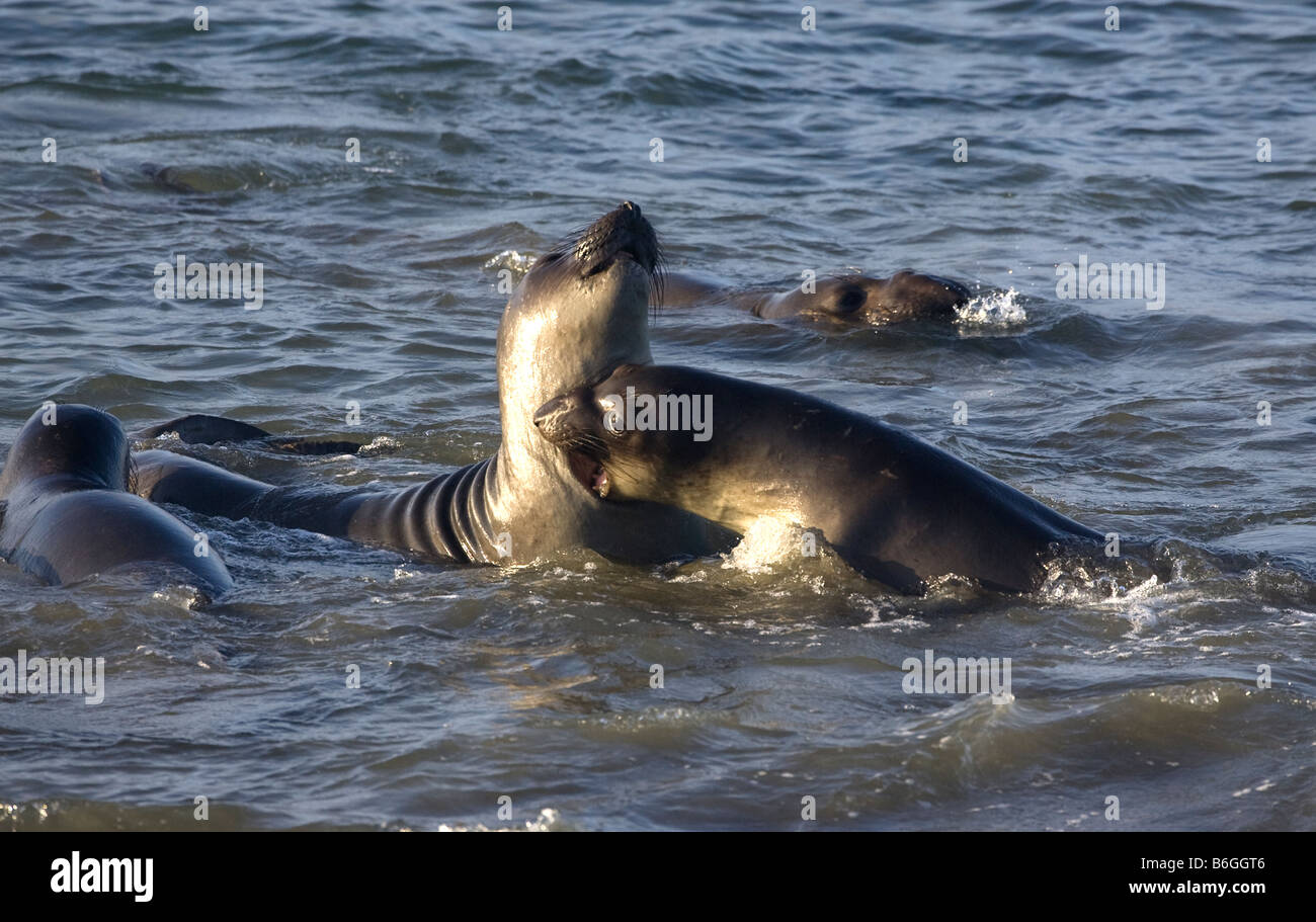 Neck biting hi-res stock photography and images - Alamy