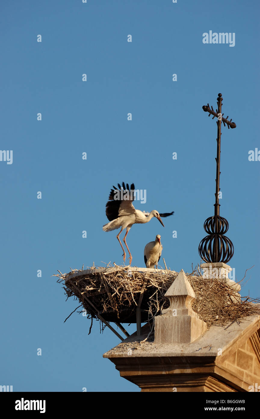 A picture of a stork Stock Photo - Alamy