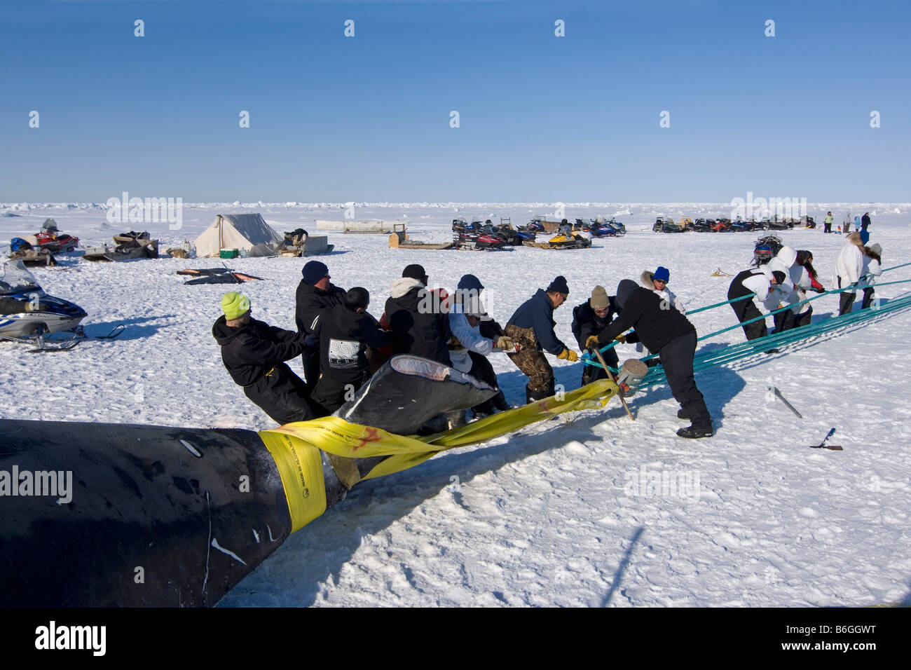 Residents of the Inupiaq village of Barrow help a whaling crew pull up ...