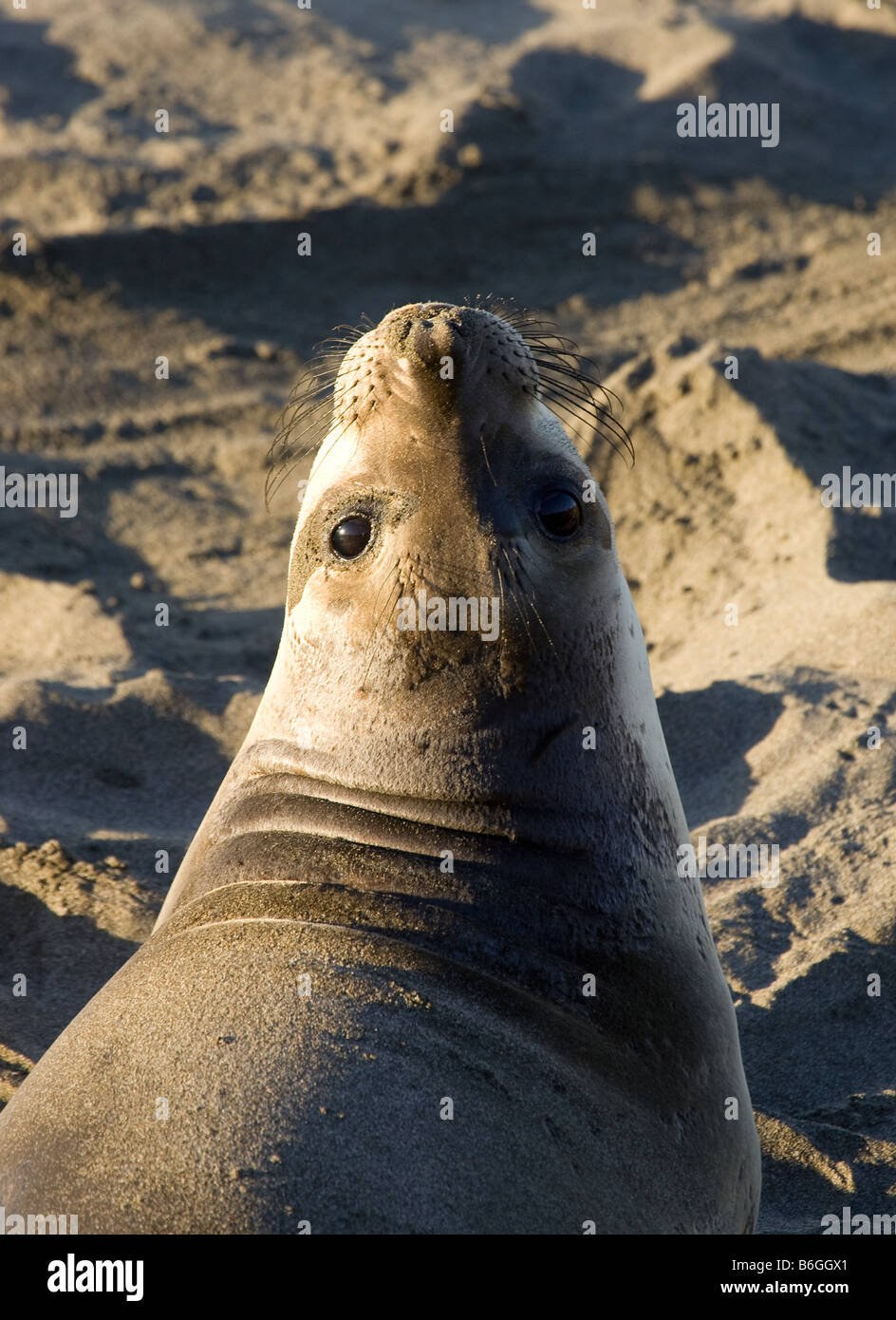 Elephant Seal Looking Back Stock Photo - Alamy