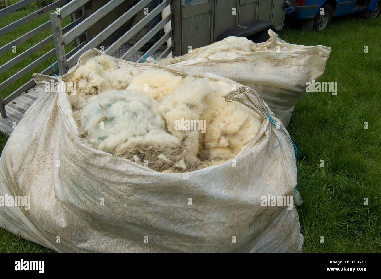 Bale of wool hung in a metal gate Stock Photo - Alamy