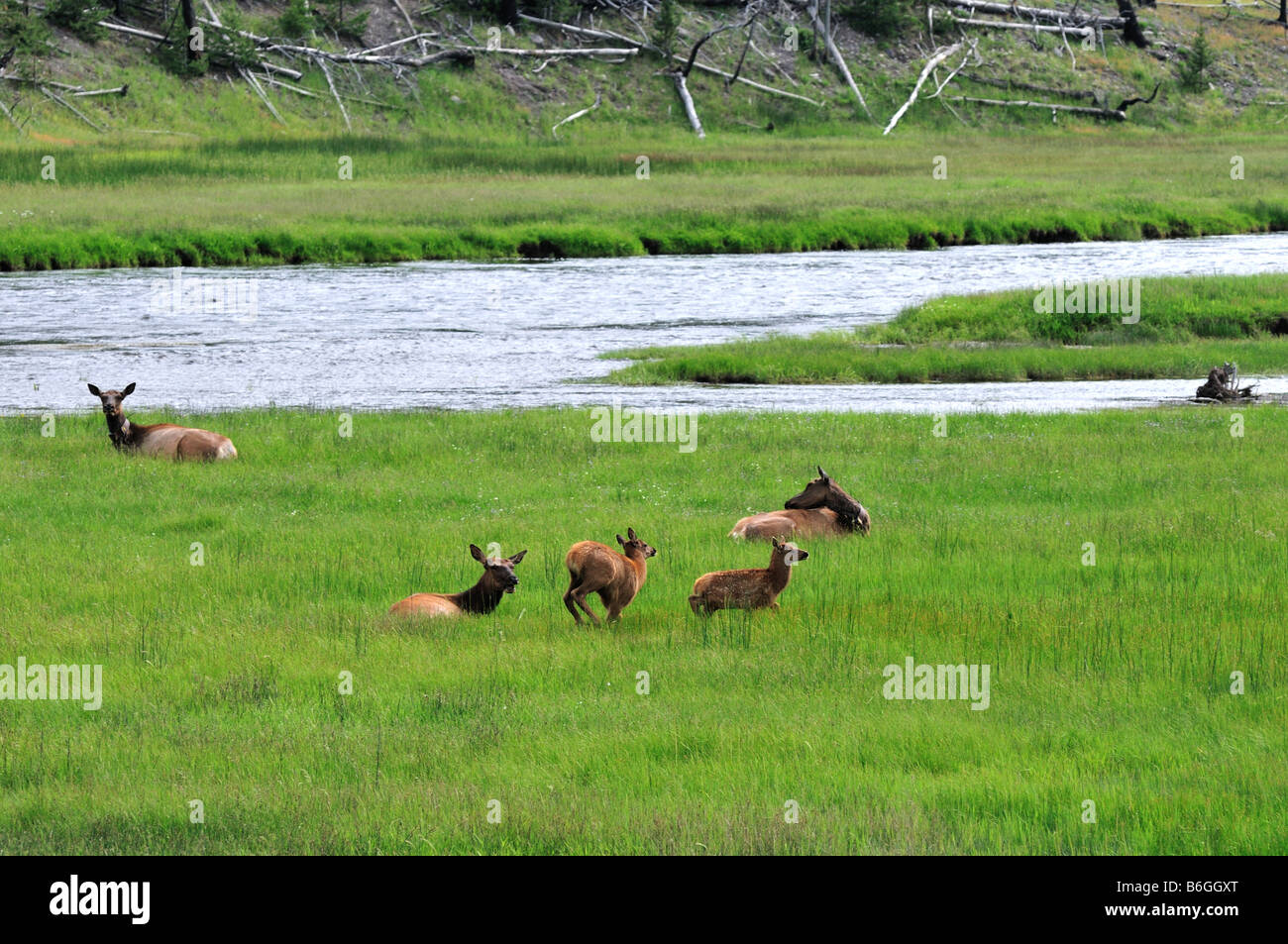 Calf tree calves on grass hi-res stock photography and images - Alamy