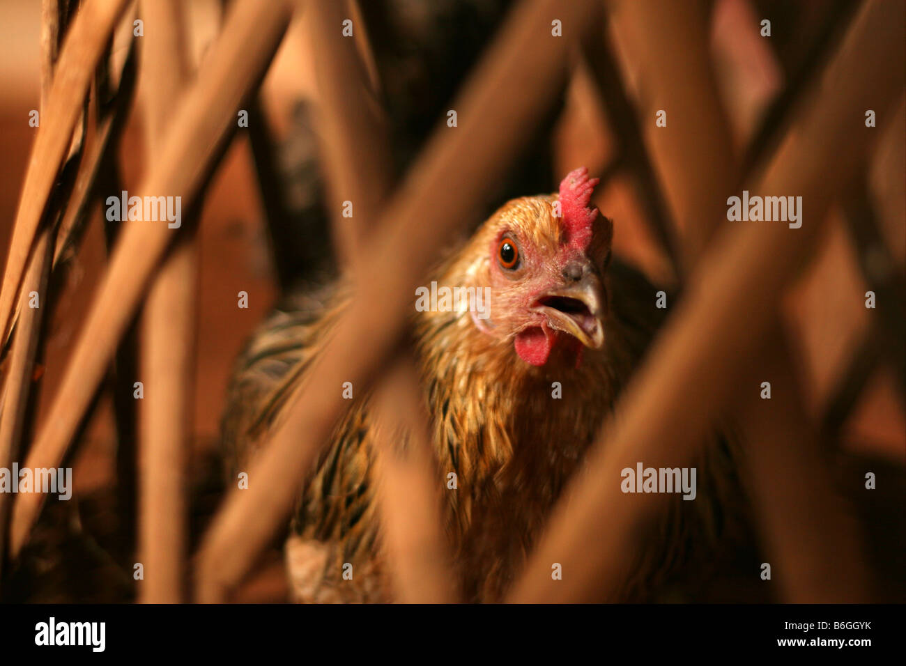 A market chicken Stock Photo - Alamy